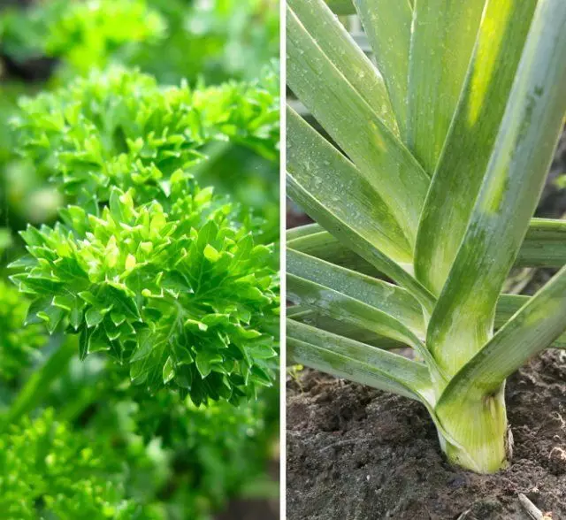 Wat te zaaien en in juli in de tuin te zetten? 1000_11