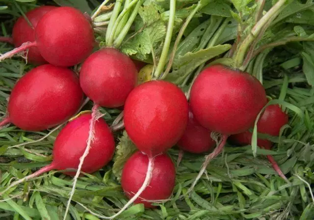 Radish