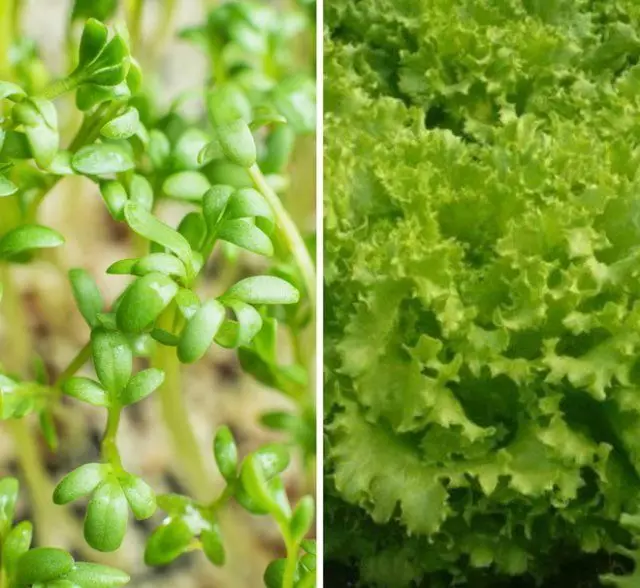 I-Cress Salad kunye ne-Sheet Salad