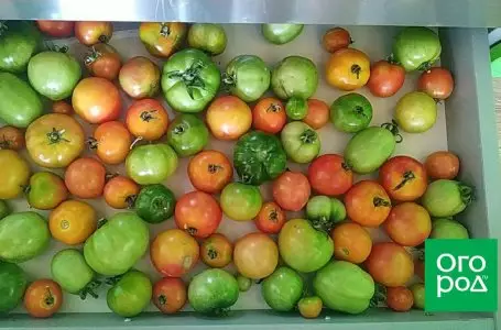 28 Weeër fir d'Matriféierung vun Tomaten ze spären, Peffer, Ägpllas an aner Geméis 1001_3