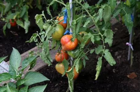 Os accesorios de selado no invernadoiro: forman un bo barrio de verduras 1003_10