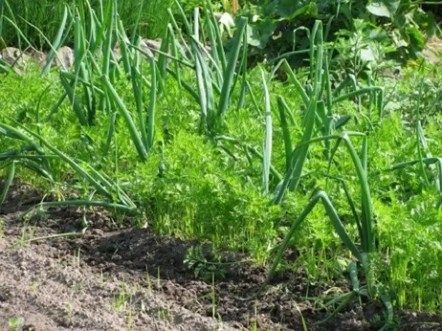 Faapipiiina fefiloi fanua i le fale gaosi