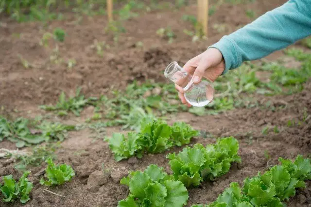 Kreskantaj plantoj sur la ĝardeno