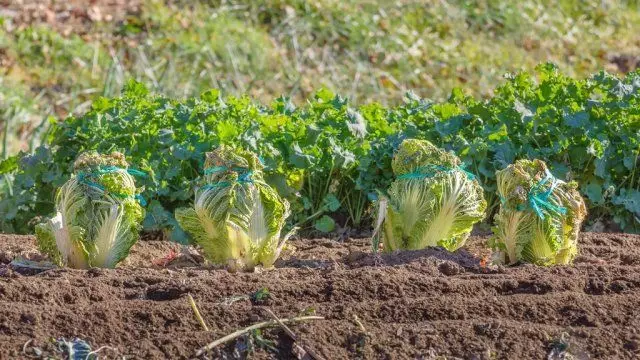 Plantado de brasiko