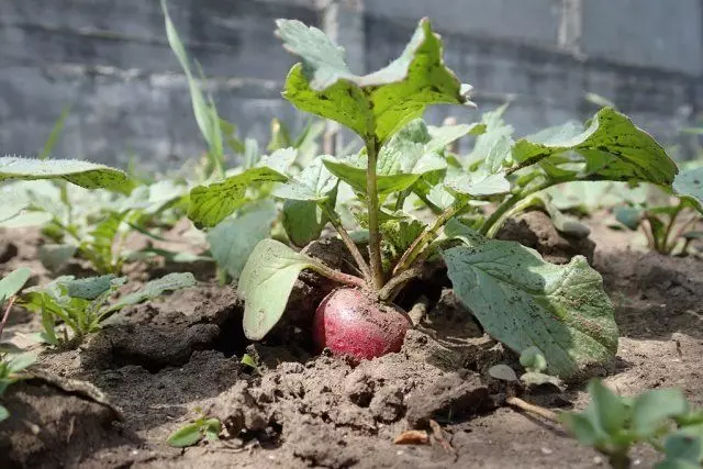 Landing radish.