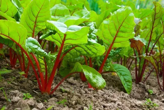 Landing Beets.