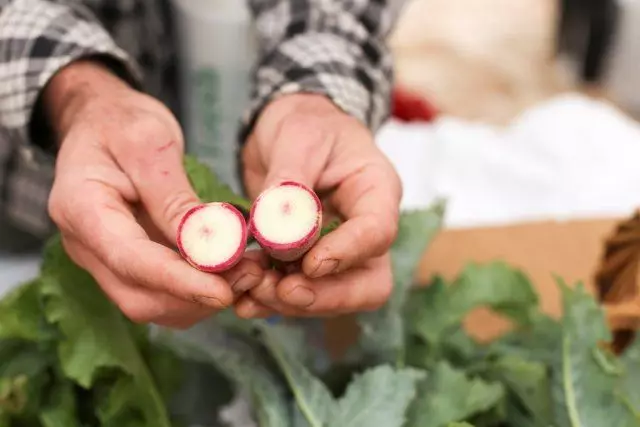 Landing radish.