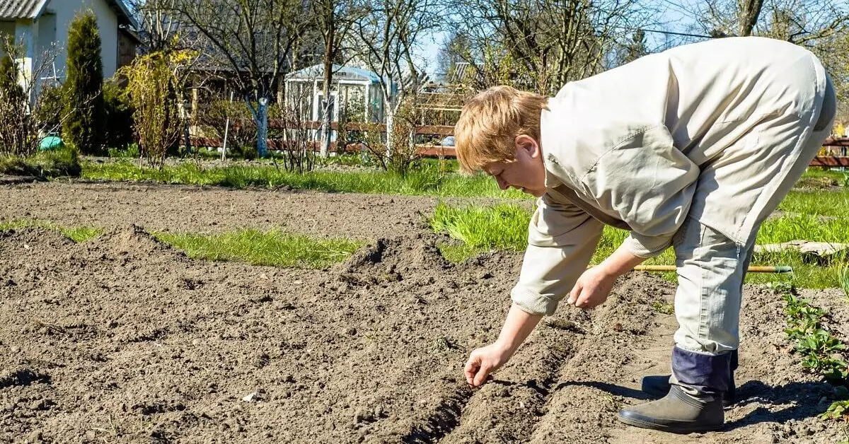 Was Sie im April säen und in den Garten legen können