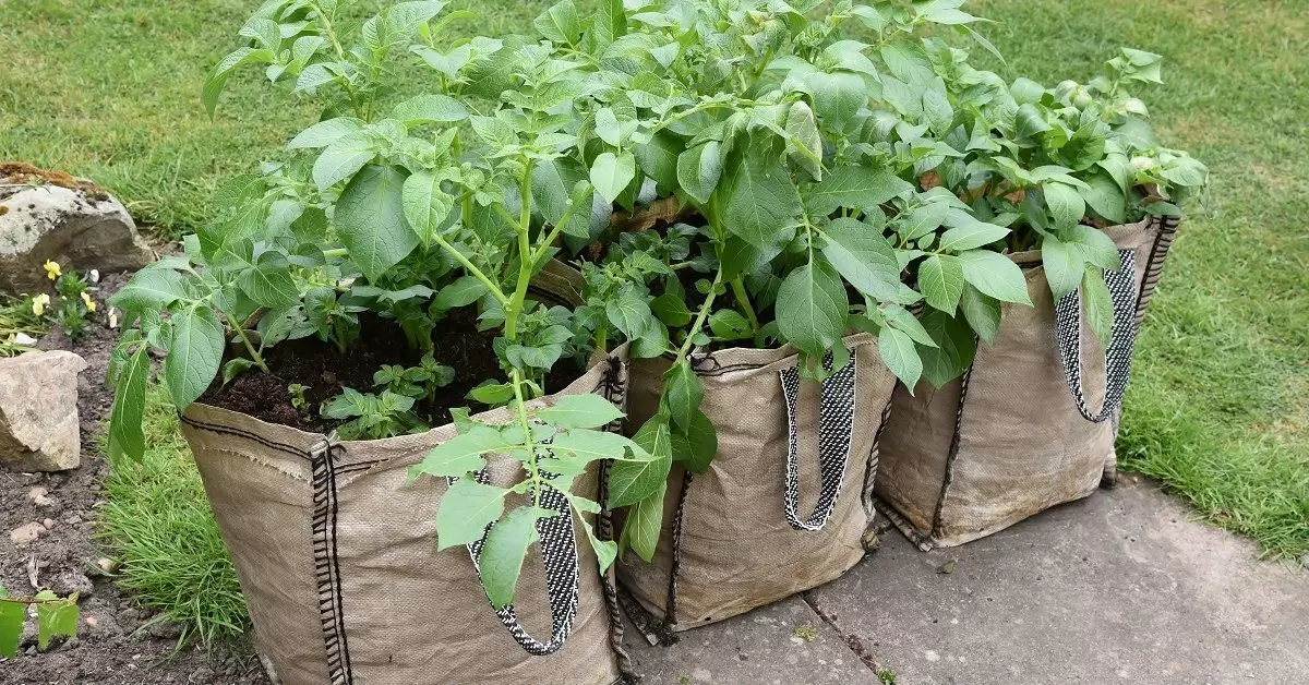 便攜式菜園：在水桶，袋子，管道和其他不尋常的坦克