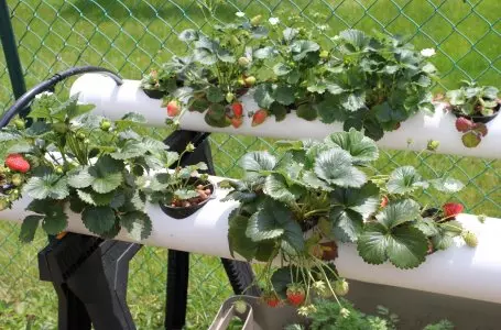 Jardim vegetal portátil: em baldes, sacos, tubos e outros tanques incomuns 1009_11