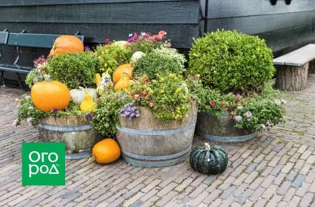 Jardim vegetal portátil: em baldes, sacos, tubos e outros tanques incomuns 1009_14