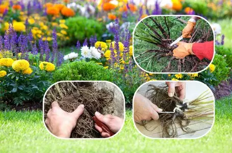 30 primerov, ki jih je treba storiti na vrtu, vrtu in cvetlični postelji v maju 100_26