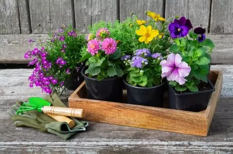 30 Fälle, die im Garten, Garten- und Blumenbett im Mai gemacht werden müssen 100_29