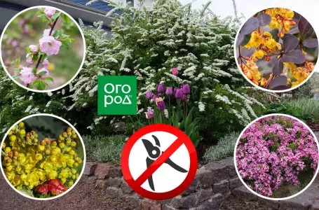 30 Fälle, die im Garten, Garten- und Blumenbett im Mai gemacht werden müssen 100_32
