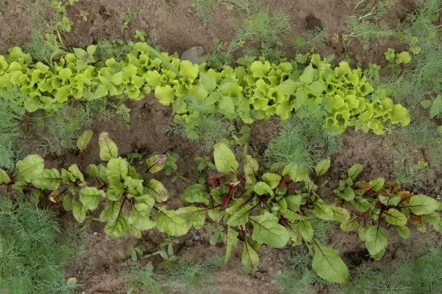 Grønnsaker og greener på hagen