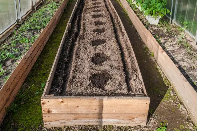 Bedên rast ên li Greenhouse: Dimîne, ji ku bikin, çawa aram bikin