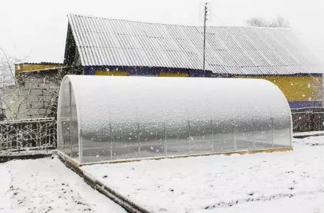 Bedên rast ên li Greenhouse: Dimîne, ji ku bikin, çawa aram bikin 1016_10