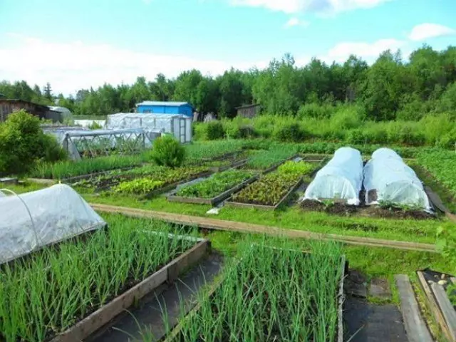 Lavori di giardinaggio caldi dovuti alla reazione della decomposizione biologica dei residui di impianti