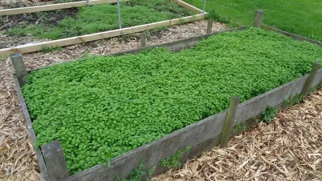 Terra desmoronada em cama alta