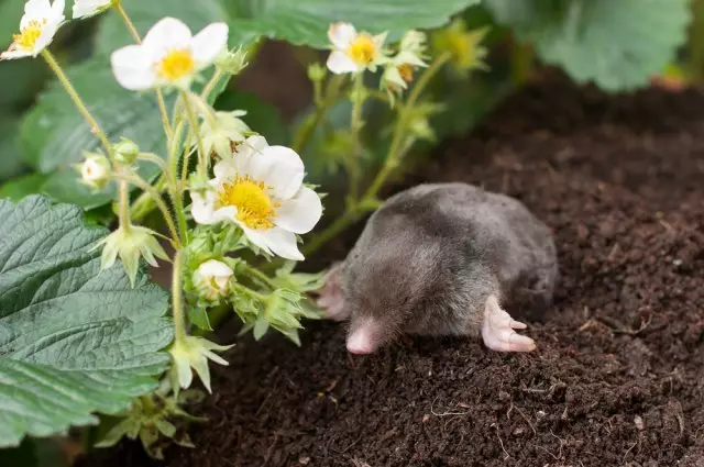 Moles na Buscação