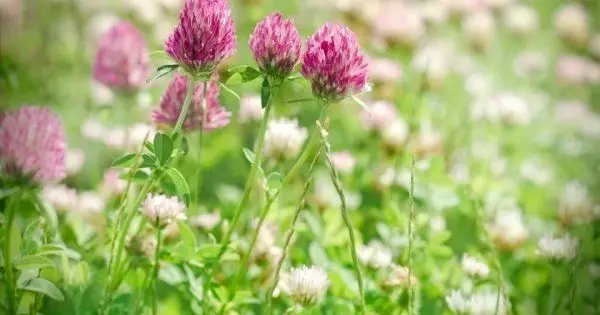 Kies de beste zaaimachines voor de tuin