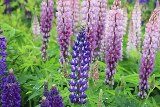 Lupine.