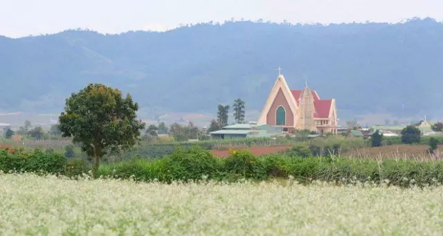 Campo de mostaza branca