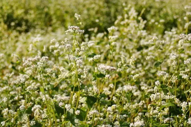 Buckwheat