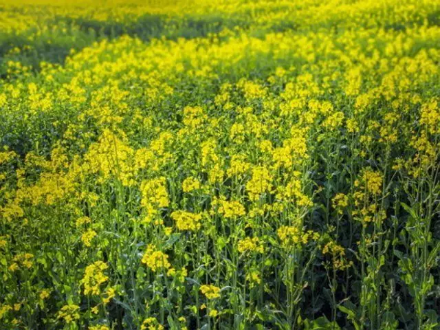 Rapeseed လယ်ပြင်