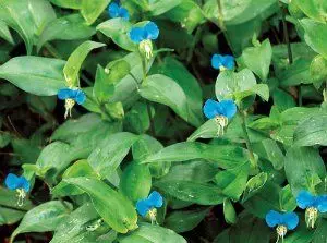 Commelina Tome энгийн (Lazorce, Syeygolase)