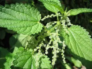 Nettle dwarm (ruma)