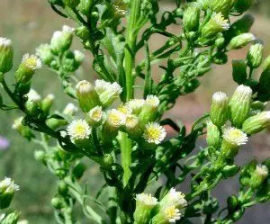 Canadian Meltolesale (Canadian Koniza, Steppe Kotyk)