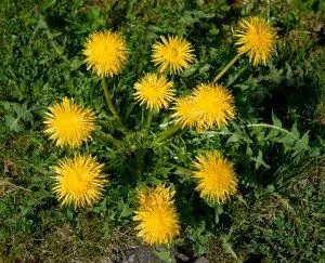 डन्डेलियन औषधी (फिल्ड डन्डेलियन, साधारण dandelion)