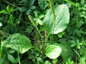 Plantain big