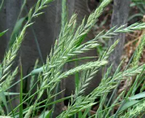 Dross Creaping (Dog Grass)