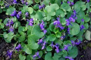 Fasular Violet (Hous Hovove)