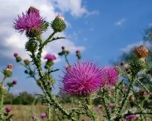 Thistle termer (inistle intele प्रवेश गर्दै, मँजा)