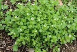 Star Middle (Music, Canary Grass, Cardiac Grass)