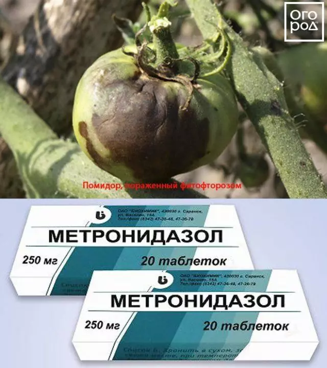 Metronidazole na-enyere aka imegide phytofluosis