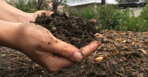 Allt sem þú vildir vita um lífræna áburð