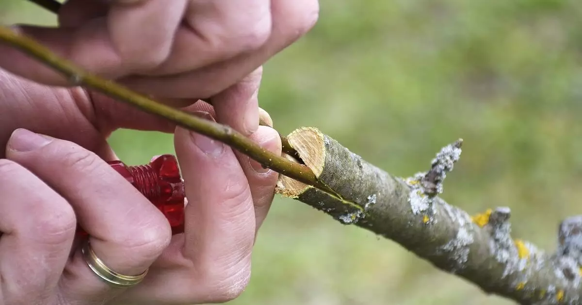 Grafting í hættu - allt sem þú þarft að vita garðyrkjumann