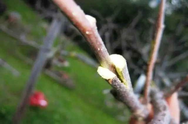 Grafting dans la scission - tout ce que vous devez connaître jardinier 10292_1