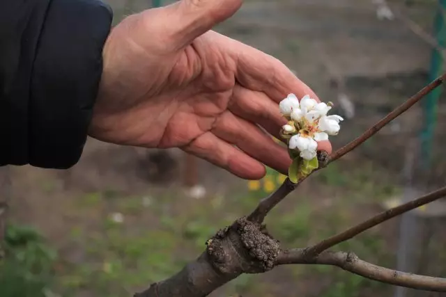 קאַרינג פֿאַר וואַקסאַניישאַן