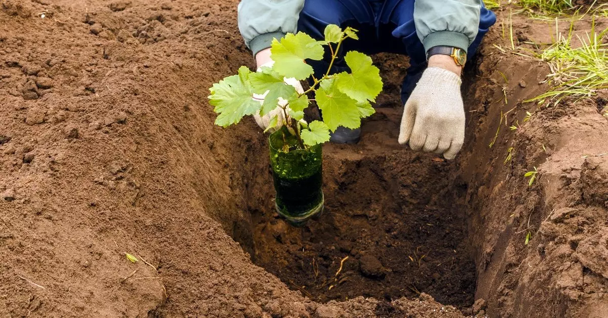 Aterrizaje de la uva de primavera - Instrucción para principiantes