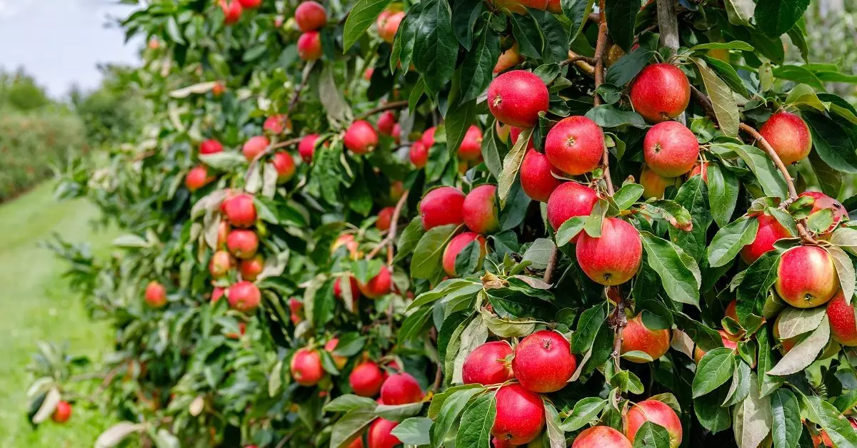 10 tipus d'estiu més populars de les pomes