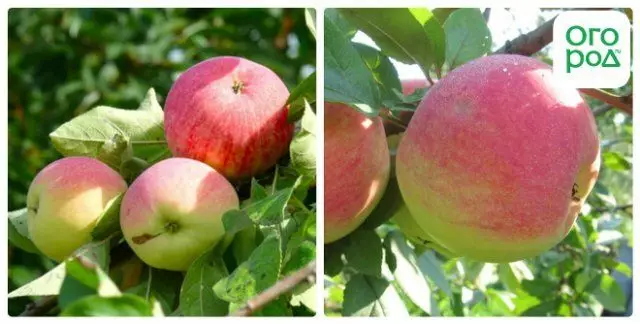 Apple Grade Melba