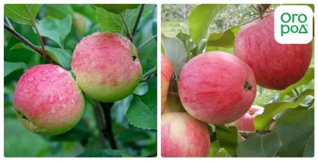 Apple Sort Grushovka Moscow