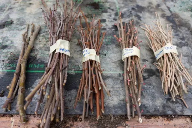 Currant cuttings