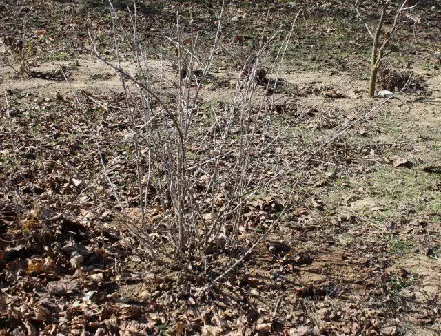 Grosella de Kush después de recortar