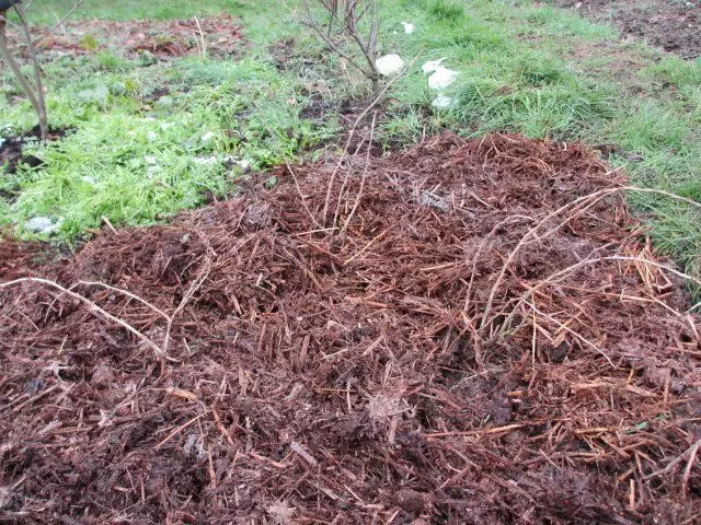 Guha agaciro Bush GooseBerry